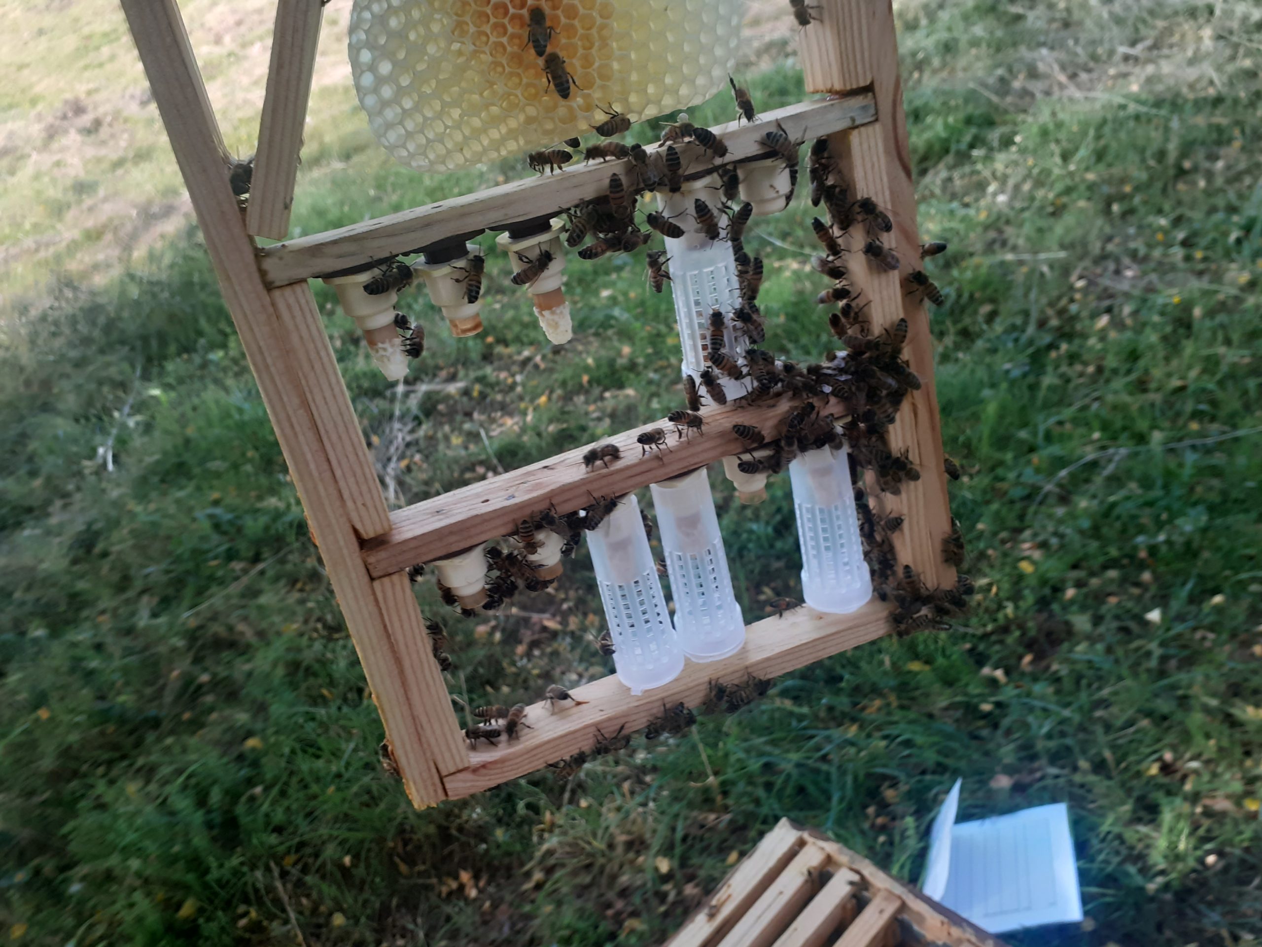 GREFFAGE - REALISATION DE THOMAS