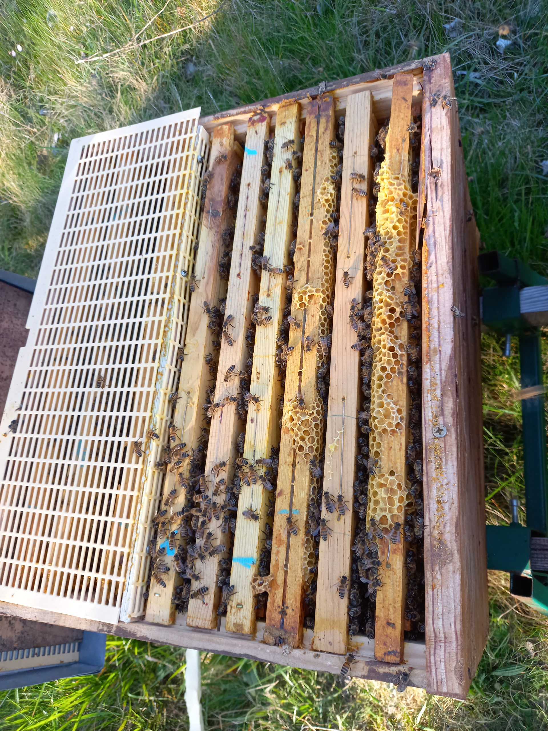 Premier greffage de année - REALISATION DE THOMAS